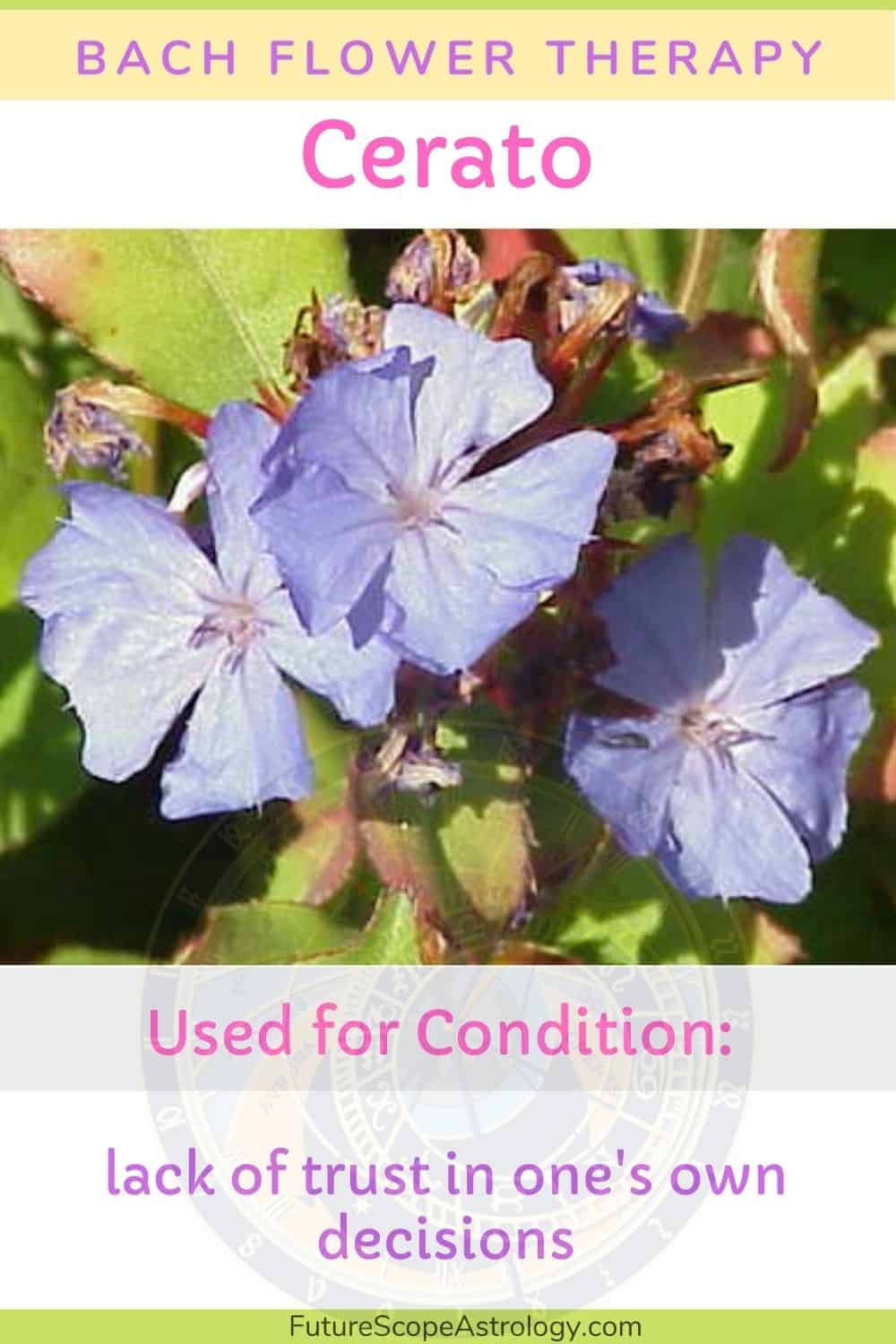 Cerato in Bach flower therapy : properties, benefits, uses ...