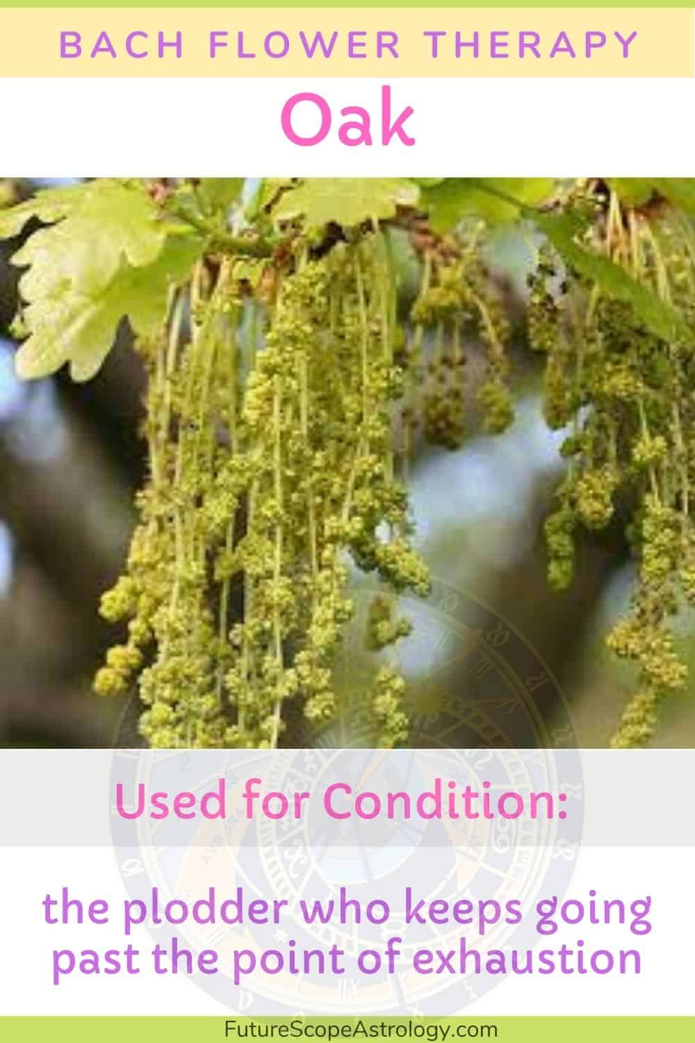 Oak in Bach flower therapy : properties, benefits, uses - FutureScopeAstro